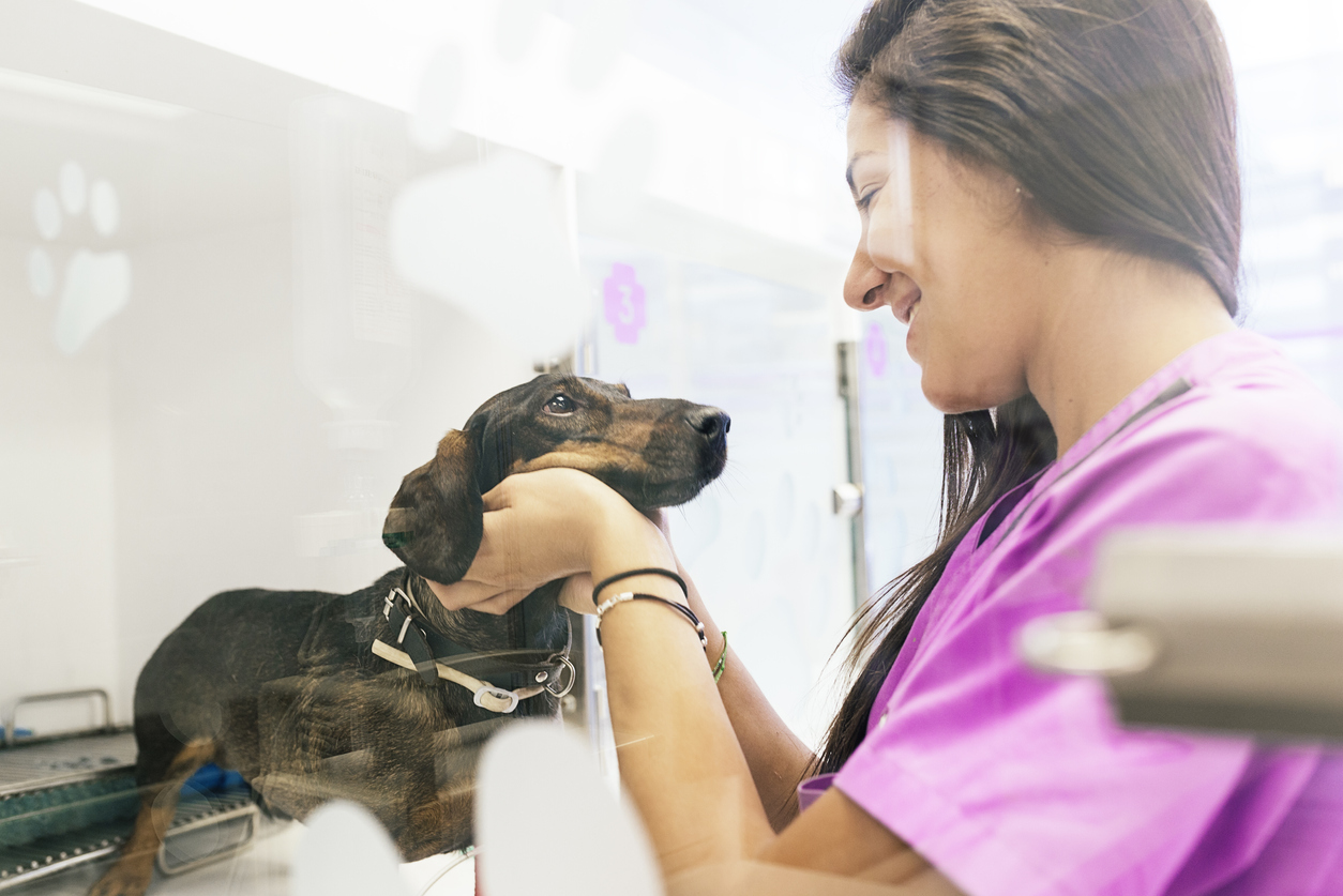14 Pros and Cons of Being a Veterinary Assistant