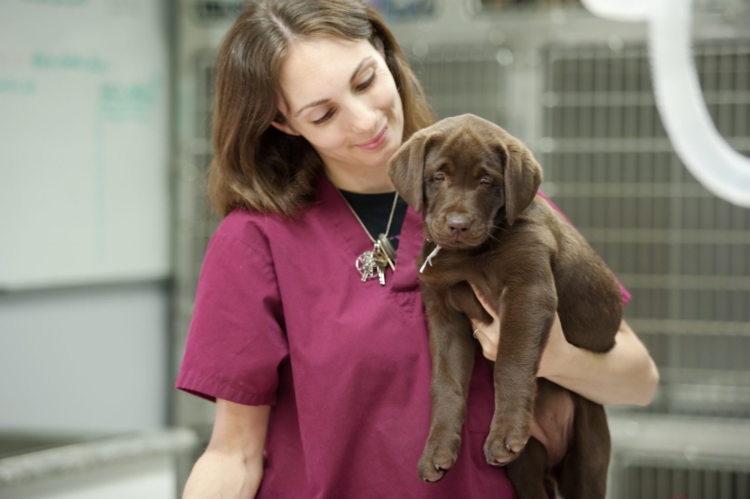 16 Pros and Cons of Being a Veterinary Technician
